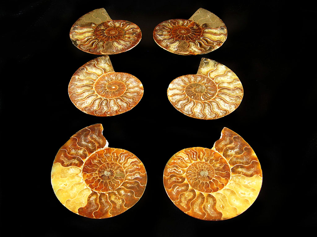 Ammonite Pairs 4-5" AAA Quality