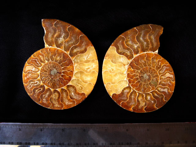 Ammonite Pairs 4-5" AAA Quality