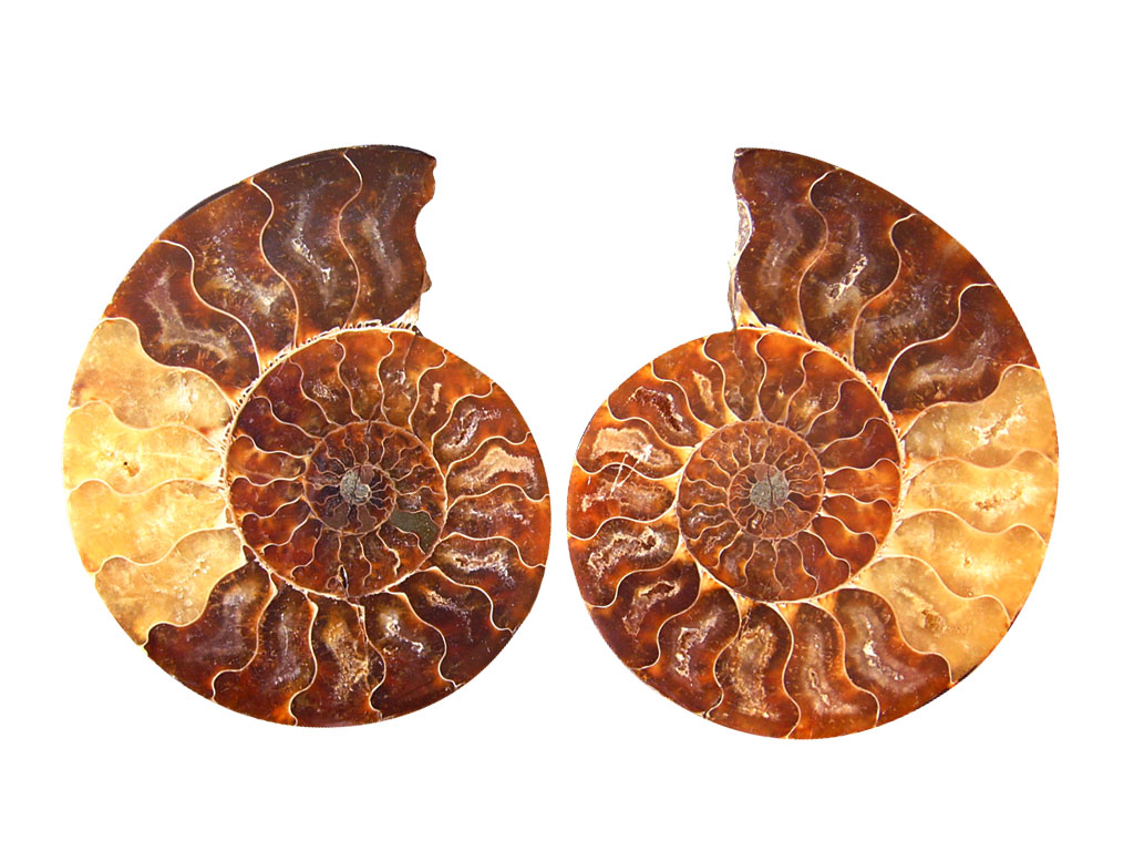 Ammonite Pairs 4-5" AAA Quality