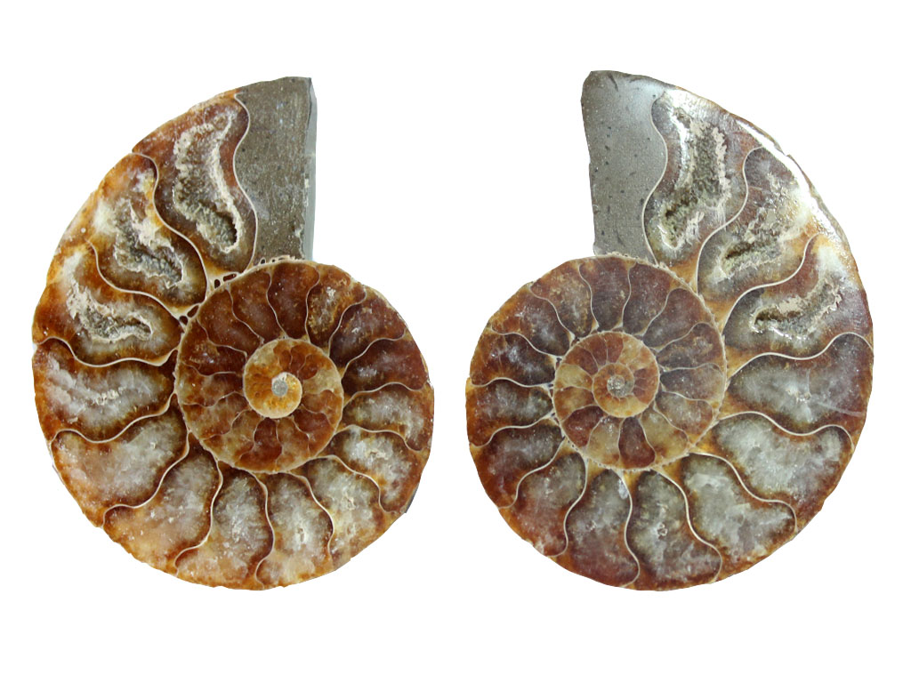 Ammonite Cut & Polished Jewelry Pairs, 5-7cm - AAA Quality