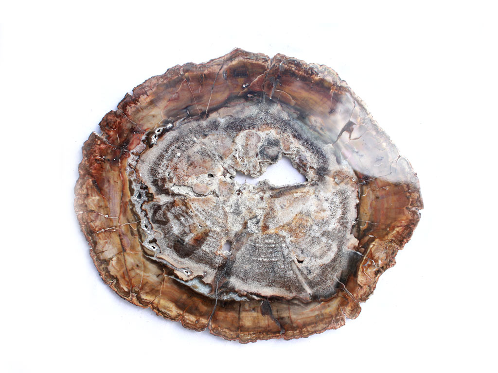 Petrified Wood Slices (7-8") - AAA Quality