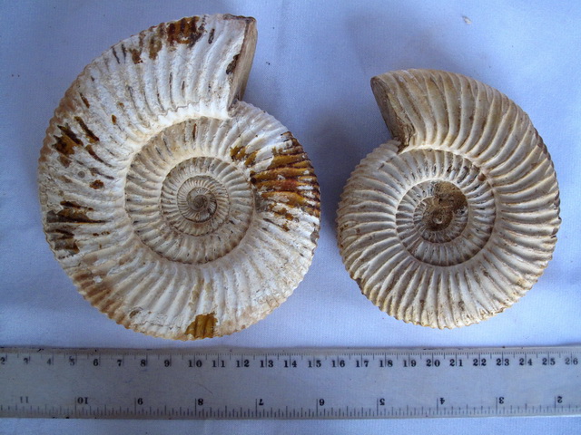 Whole White Ammonites, 11-13cm