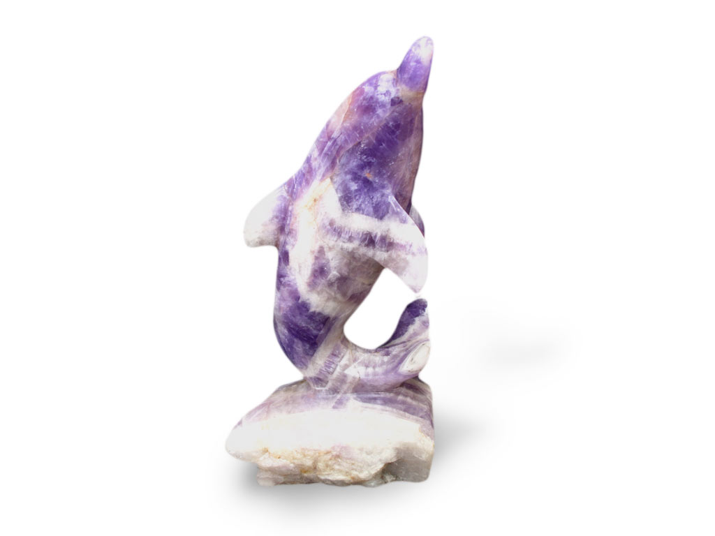 Banded Amethyst Curl Tail Dolphin