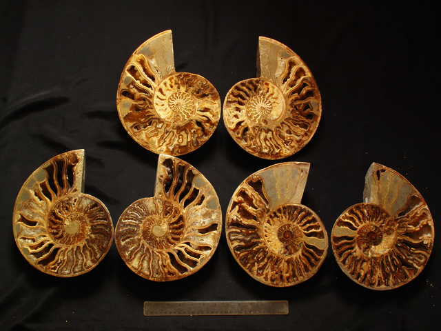 Ammonites Cut and Polished with Sutures (8-10 inch) AAA Quality