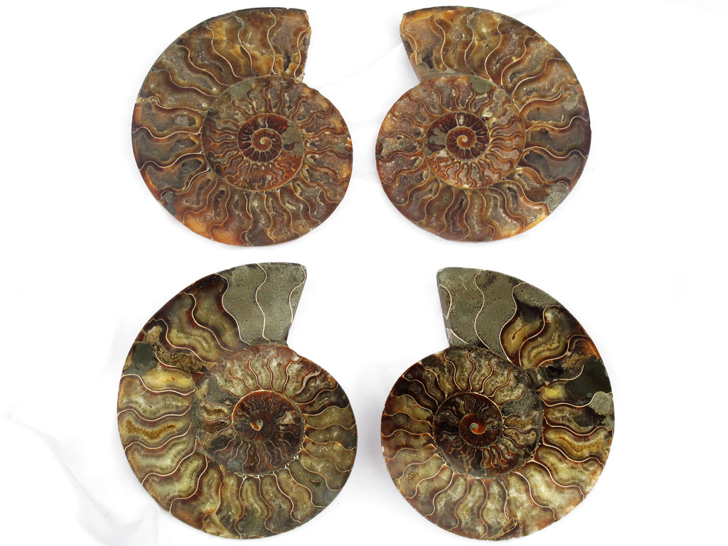Ammonites Cut and Polished 6-7 inch - Pairs - AAA Quality