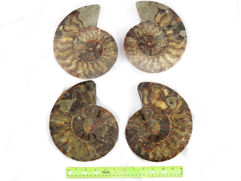 Ammonites Cut and Polished 7-8 inch - Pairs - AAA Quality