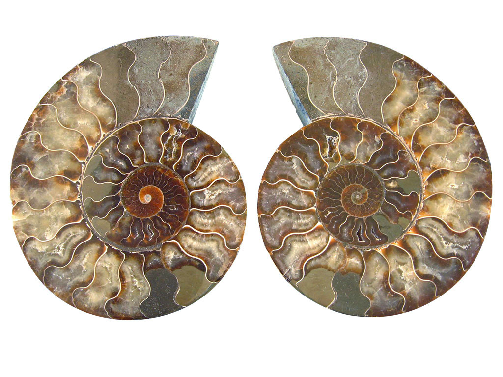 Ammonites Cut and Polished 6-10 inch - Pairs - AAA Quality