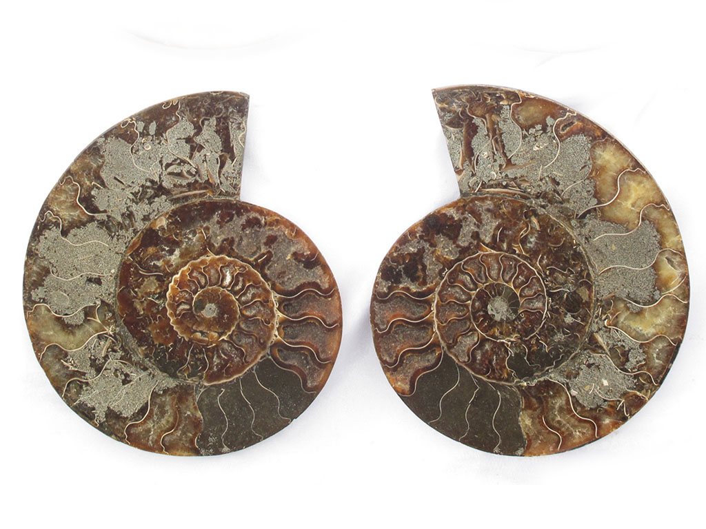 Ammonites Cut and Polished 6-10 inch - Pairs - AA Quality