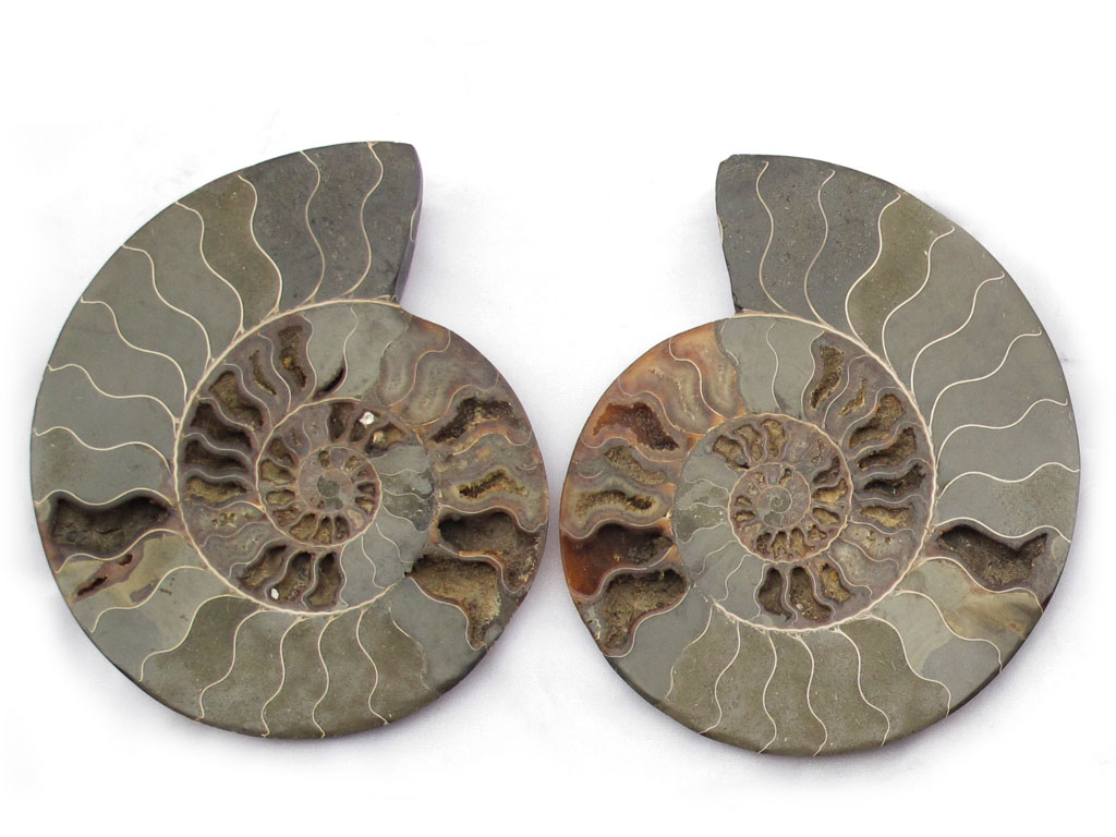 Ammonites Cut and Polished 6-10 inch - Pairs - AA Quality