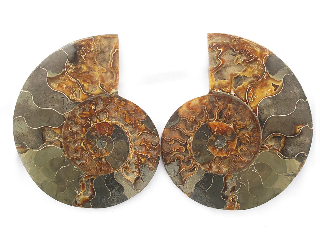 Ammonite Pairs 5-6" AA Quality
