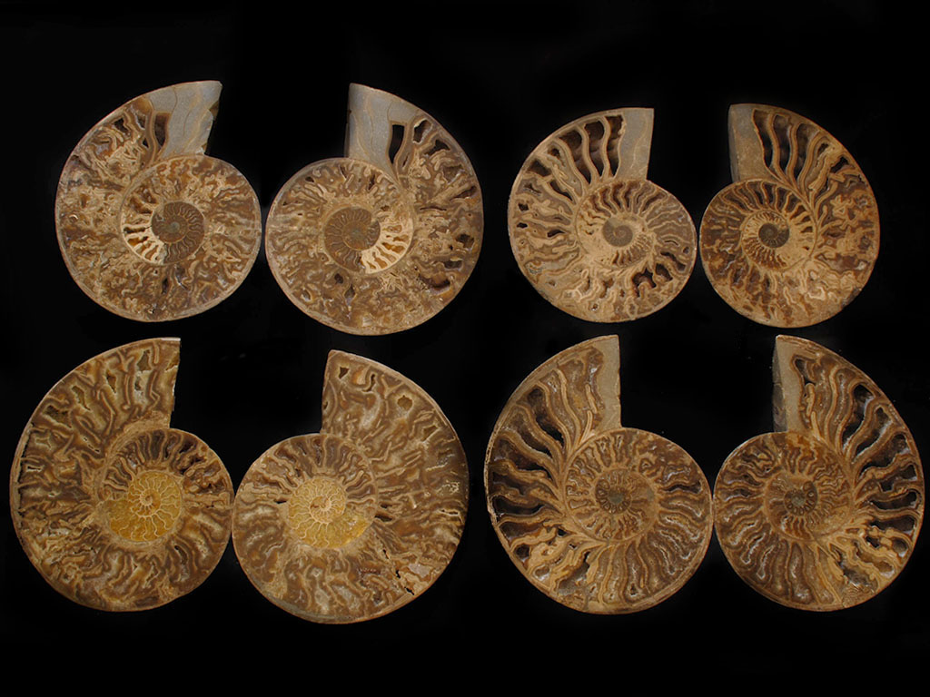 Ammonites Cut and Polished with Sutures (10-12 inch) AA Quality