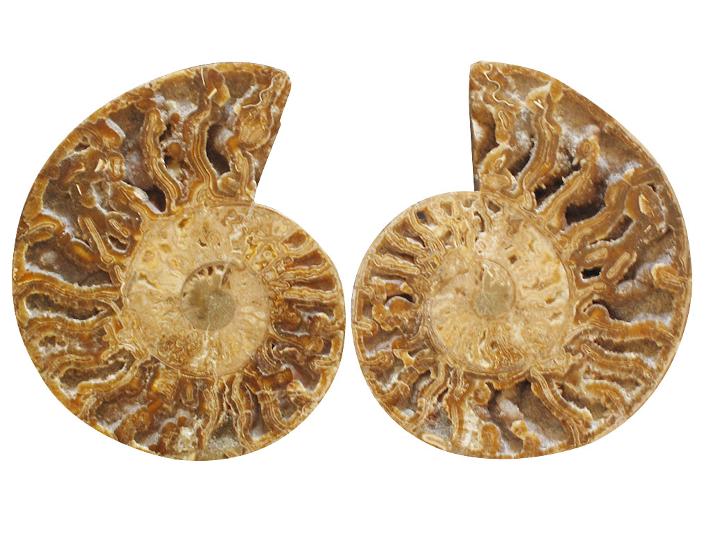 Ammonites Cut and Polished with Sutures (10-12 inch) AAA Quality