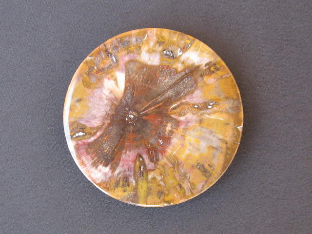 Petrified Wood Coasters