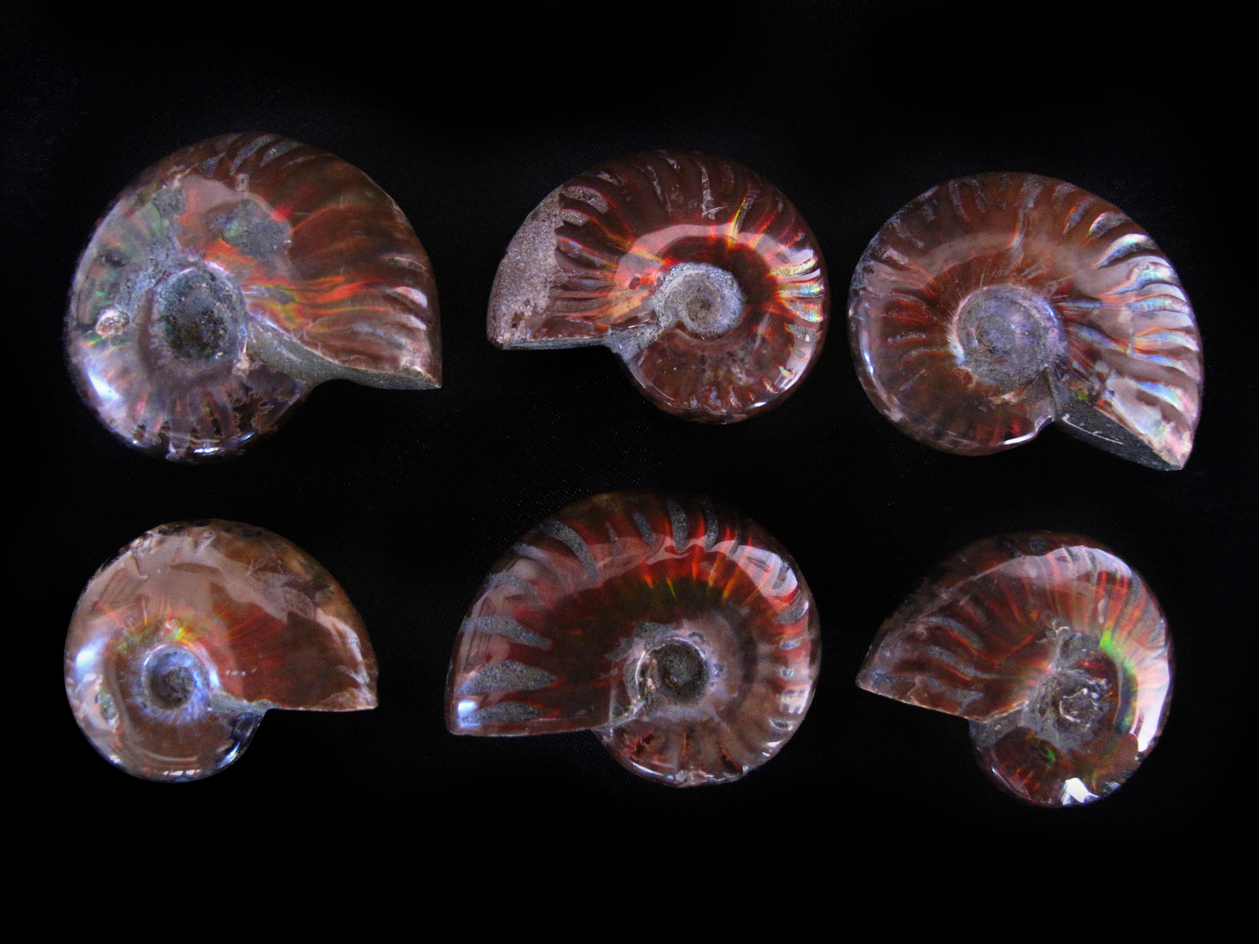 Whole Polished Ammonite with Iridescence, 3-5cm