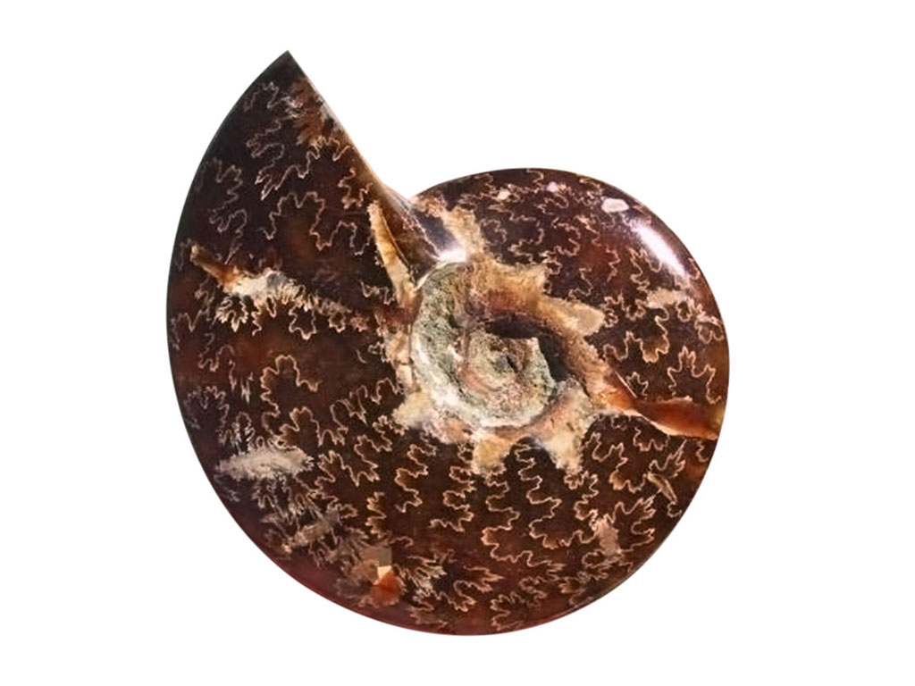 Whole Polished Ammonites with Suture Patterns, 9-11cm