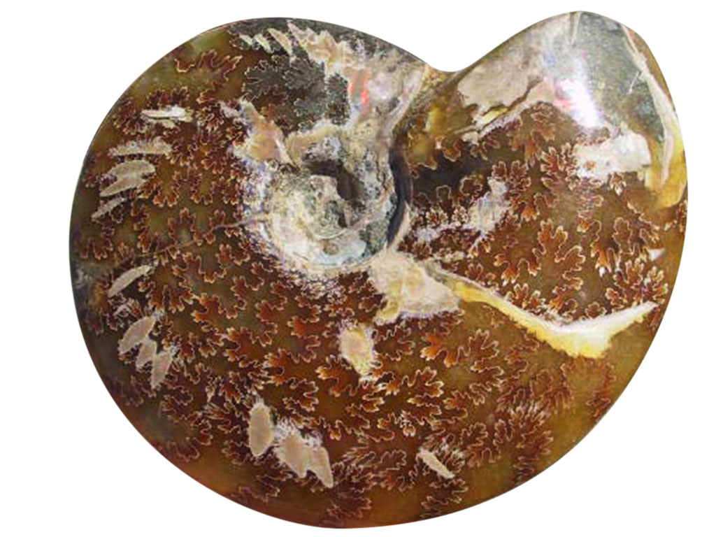 Whole Polished Ammonites with Suture Patterns, 13-15cm